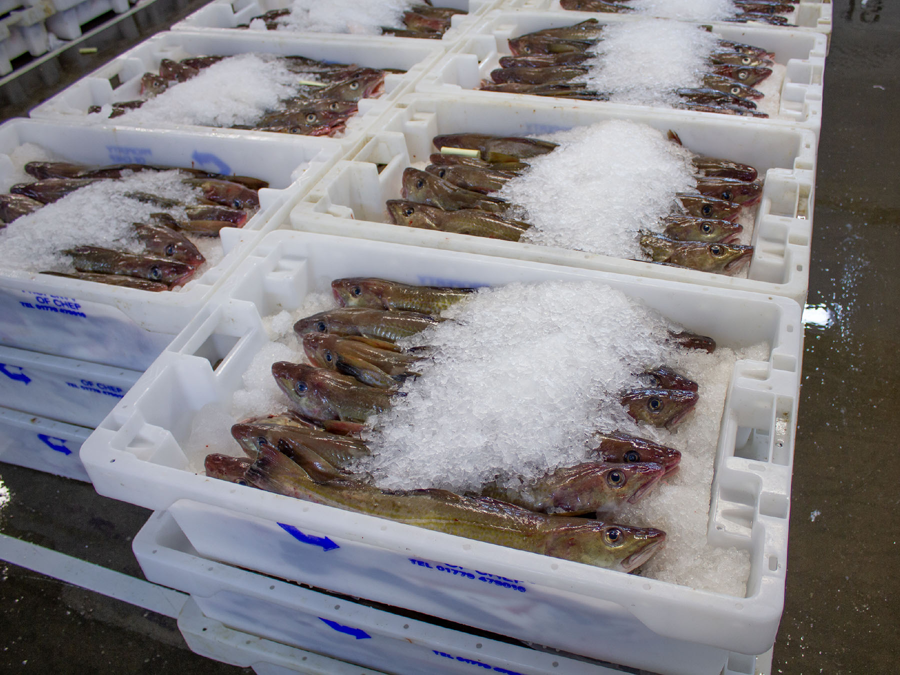 About Mara Fish | Established over 30 years ago